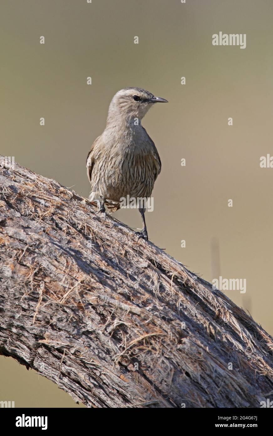 Treecreeper on leaning tree hi-res stock photography and images - Alamy