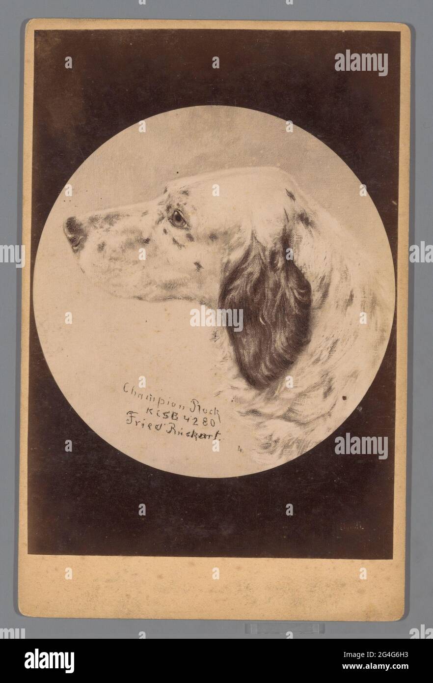 Photo production of a drawing of an English setter; English setter ...