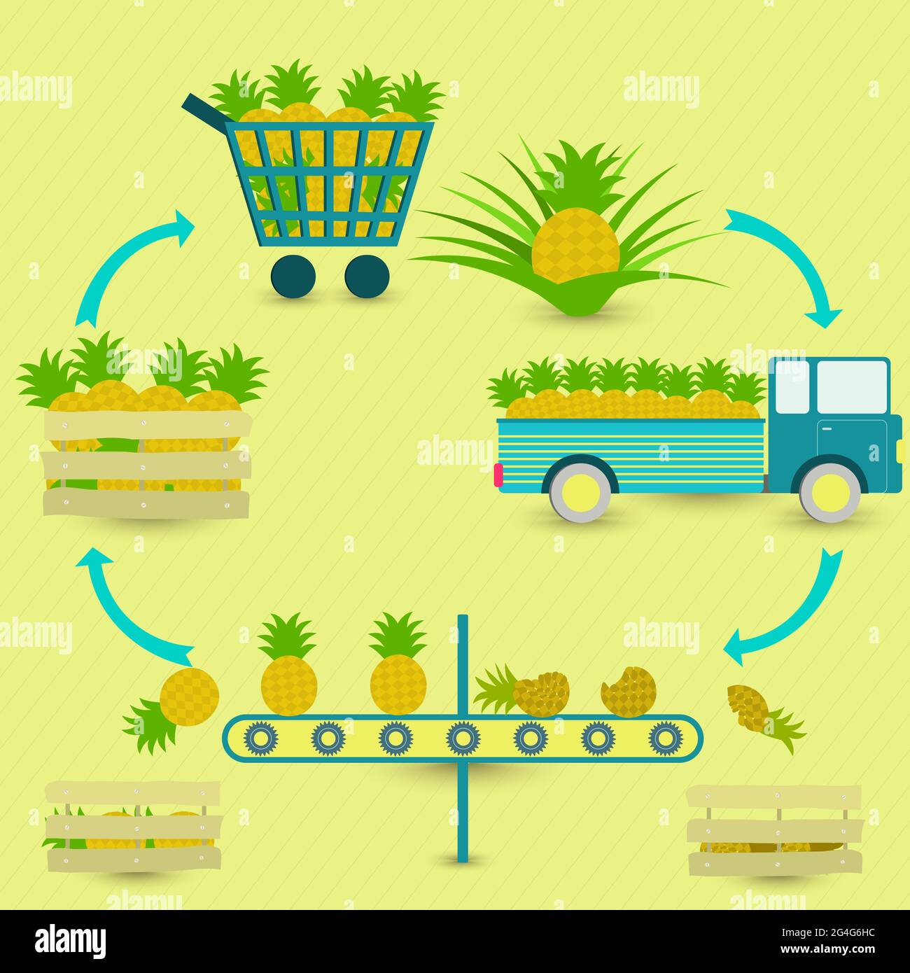 Pineapple production steps. Pineapple tree, harvest, transport ...