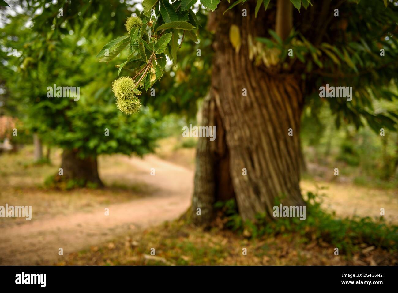 árbol de castaño hi-res stock photography and images - Alamy