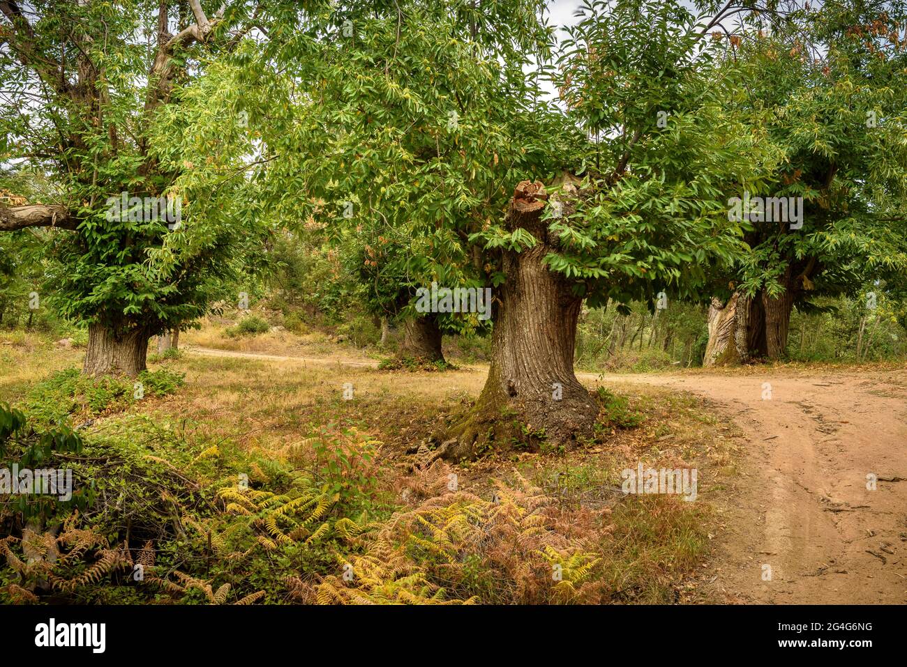 árbol de castaño hi-res stock photography and images - Alamy