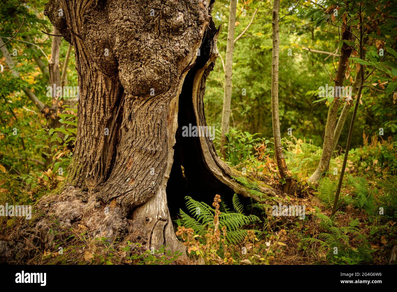 árbol de castaño hi-res stock photography and images - Alamy