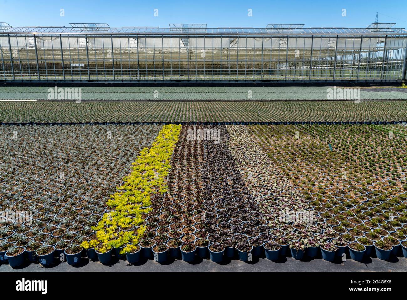 Horticultural business, greenhouse, and open field, various types of ...