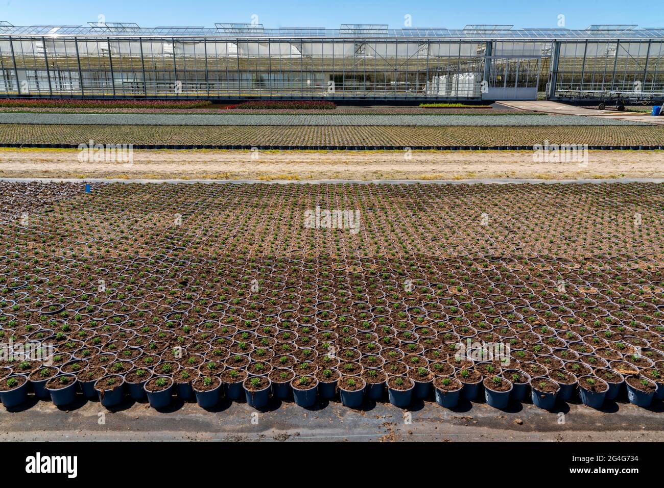 Horticultural business, greenhouse, and open field, various types of ...