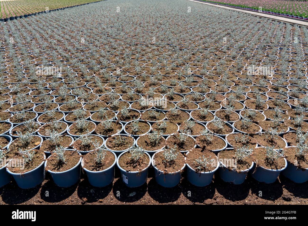 Horticultural business, greenhouse, and open field, various types of ...