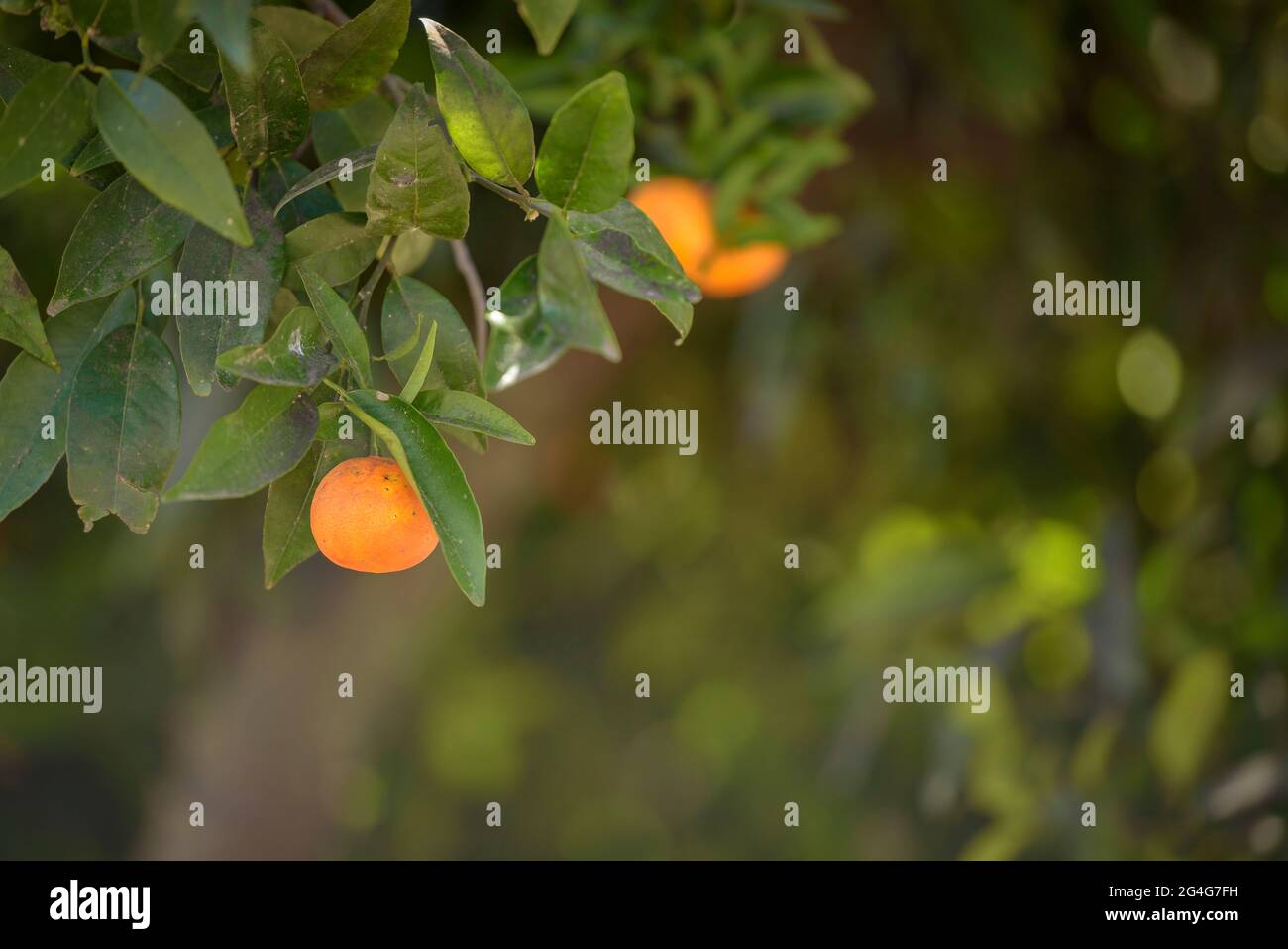 Hoja de naranjo hi-res stock photography and images - Alamy