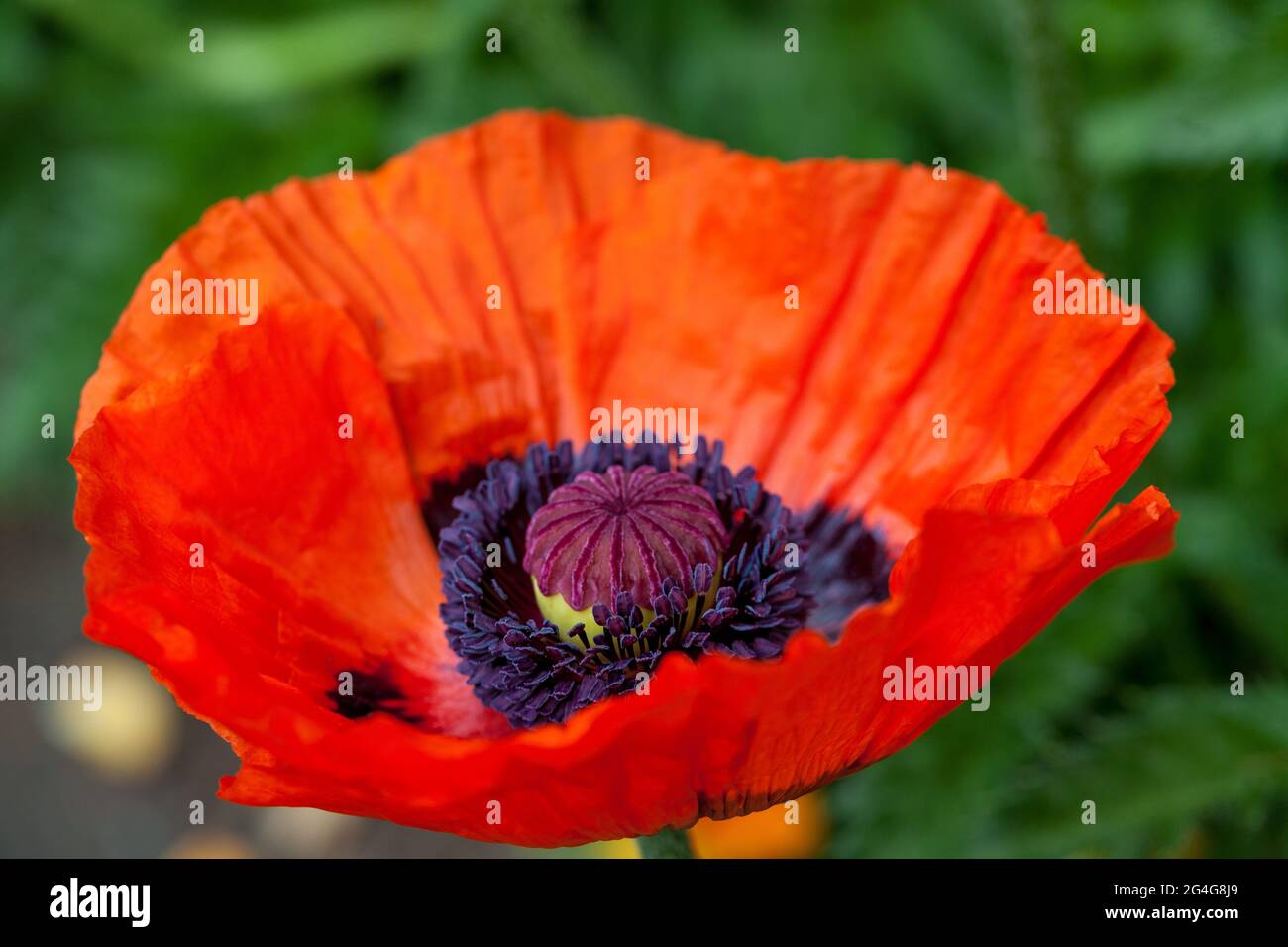 Papaveroideae bloom hi-res stock photography and images - Alamy