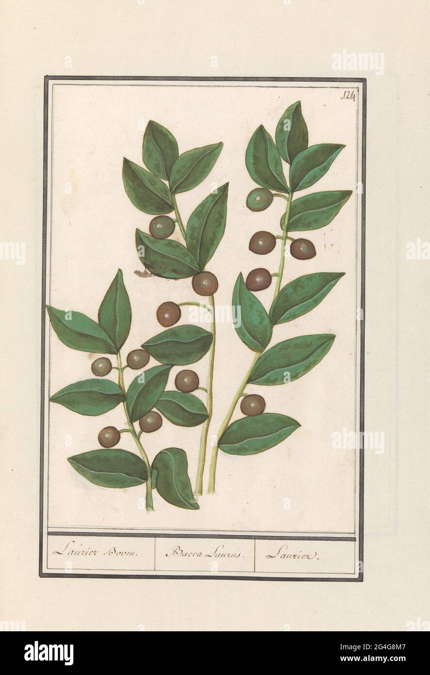 Olive (Olea Europaea); Laurel Boom. / Bacca Laurus. / Laurel. Olive ...