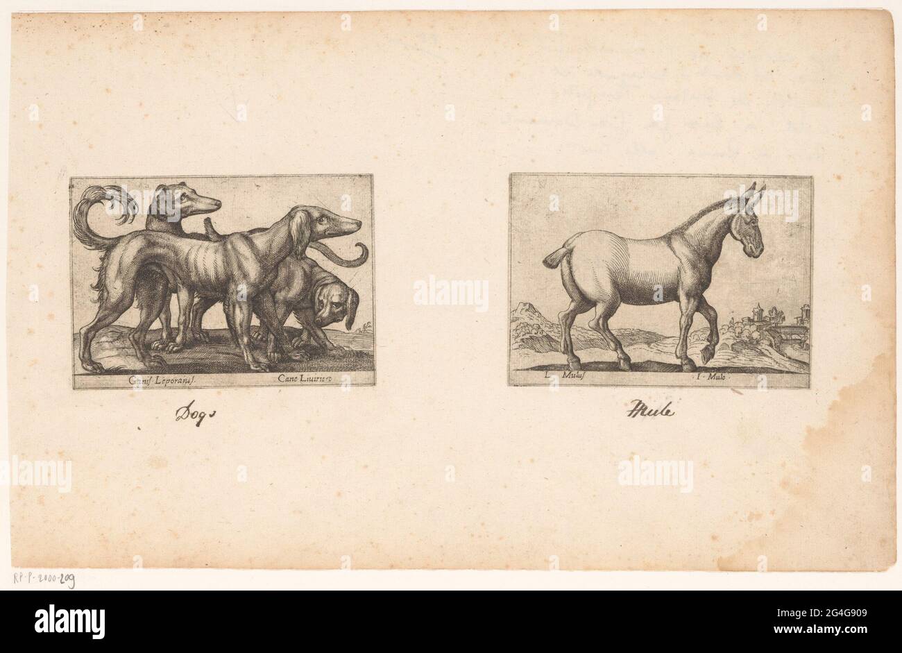Dogs and a mule; Canis leporai / cane liviriero / l mulus / u mulo ...