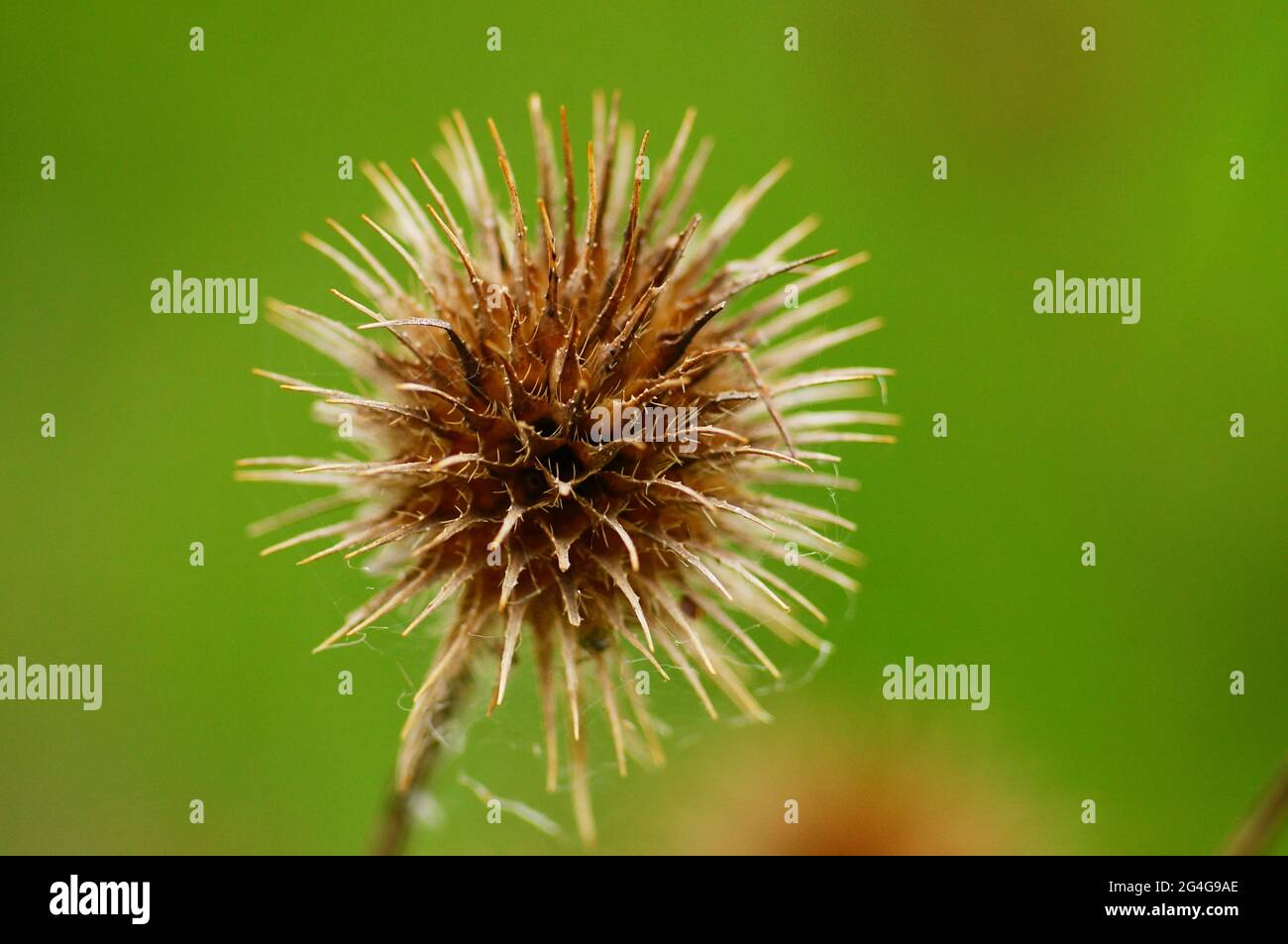 Dry stand of wild teasel hi-res stock photography and images - Alamy