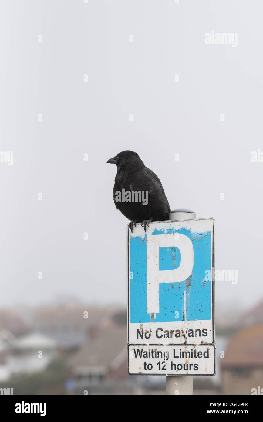 Crow on sign hi-res stock photography and images - Alamy