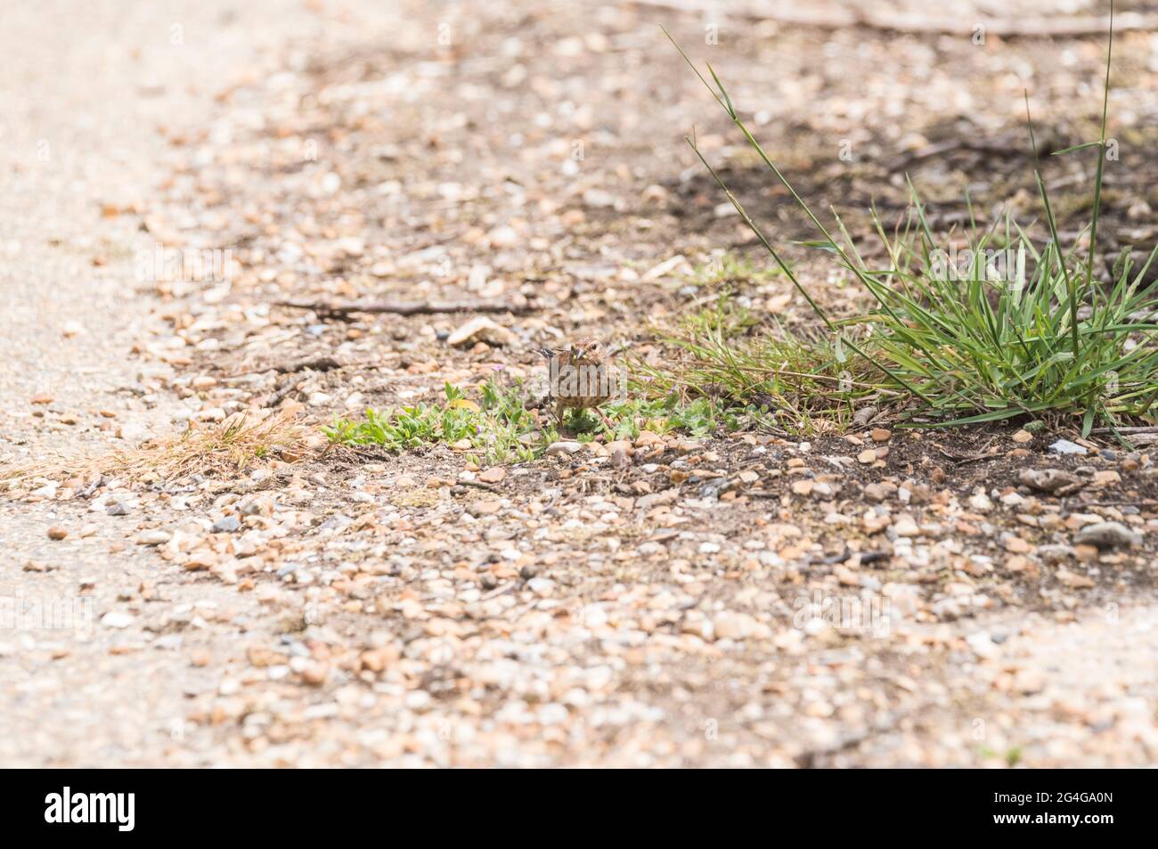Female linnet hi-res stock photography and images - Alamy