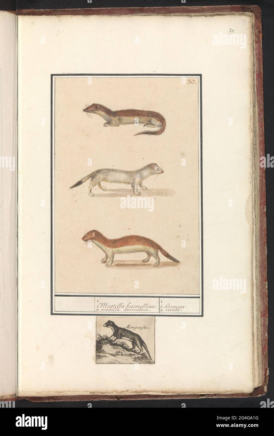 Three ermines hi-res stock photography and images - Alamy