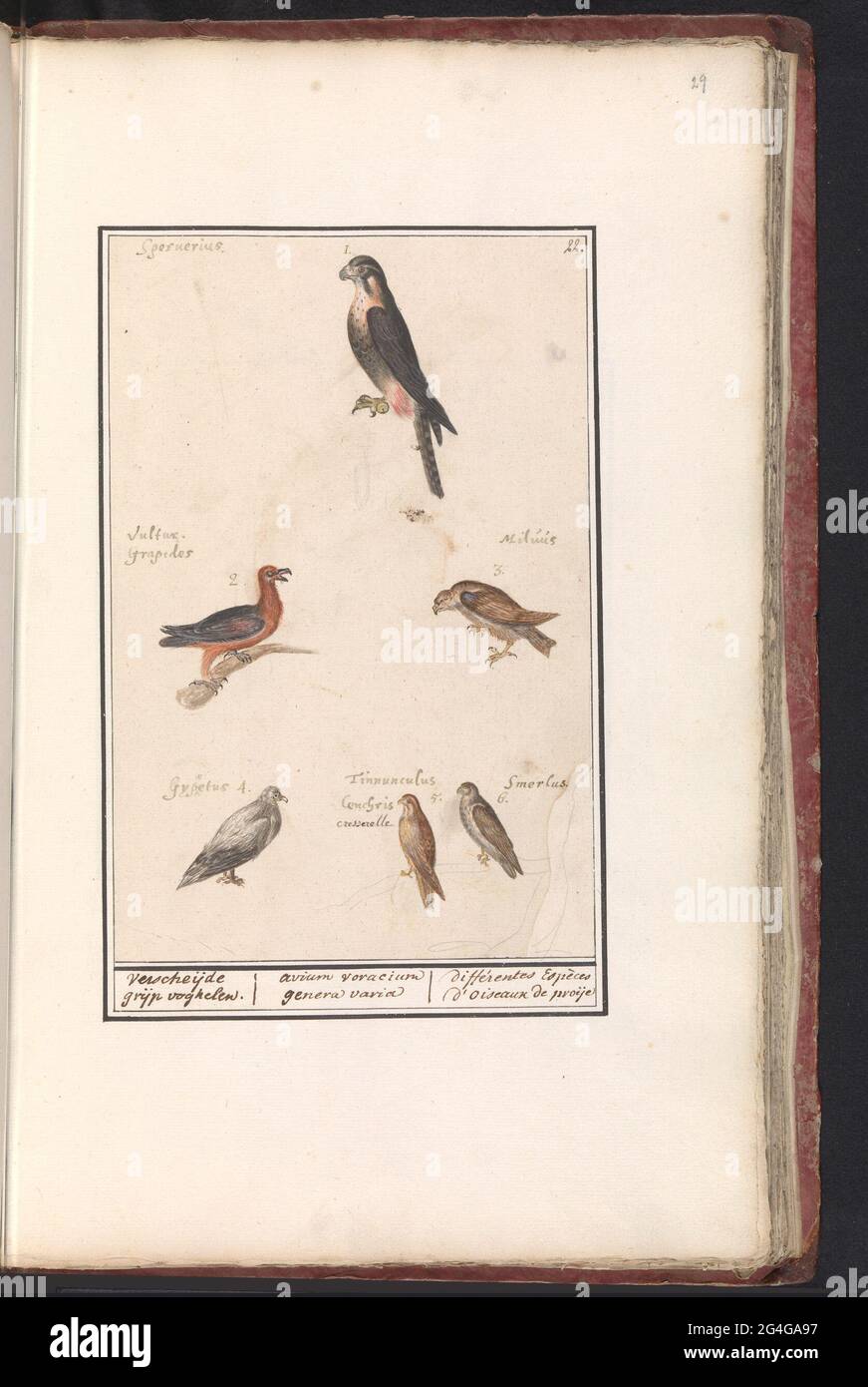 Types of birds with names hi-res stock photography and images - Alamy