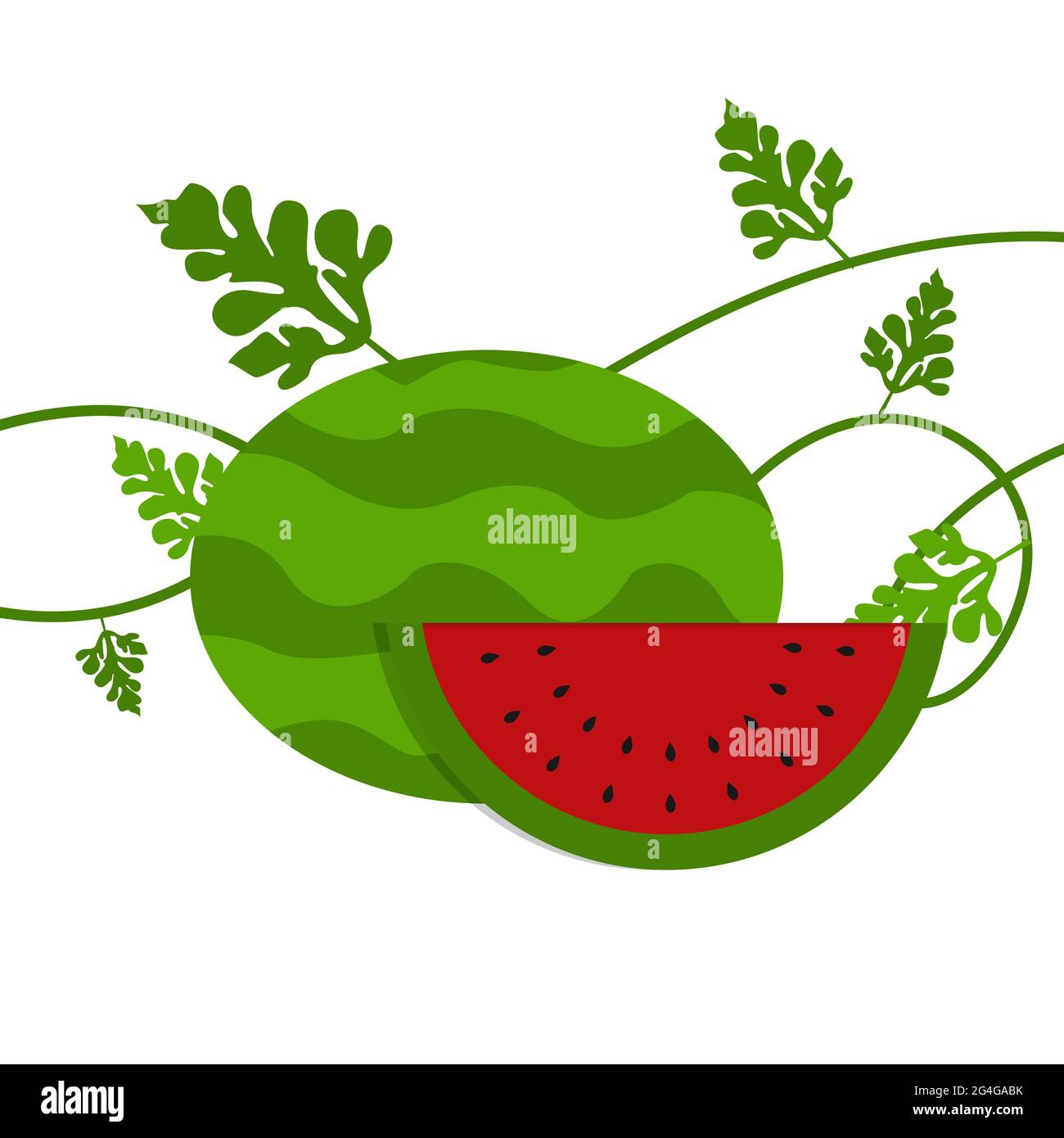 Vector of whole watermelon and slice with leaves and small branches ...