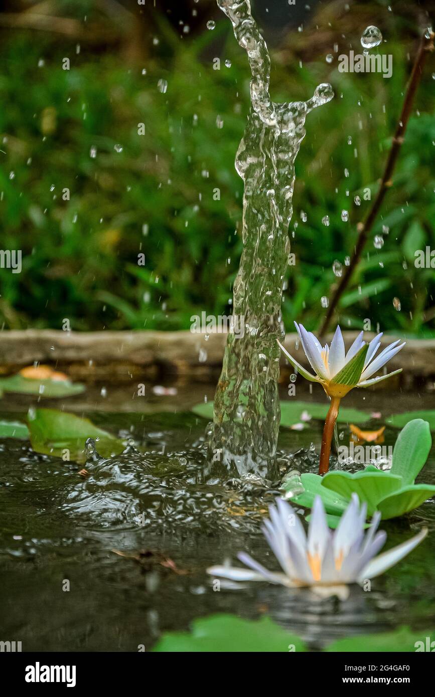 Manel flower hi-res stock photography and images - Alamy