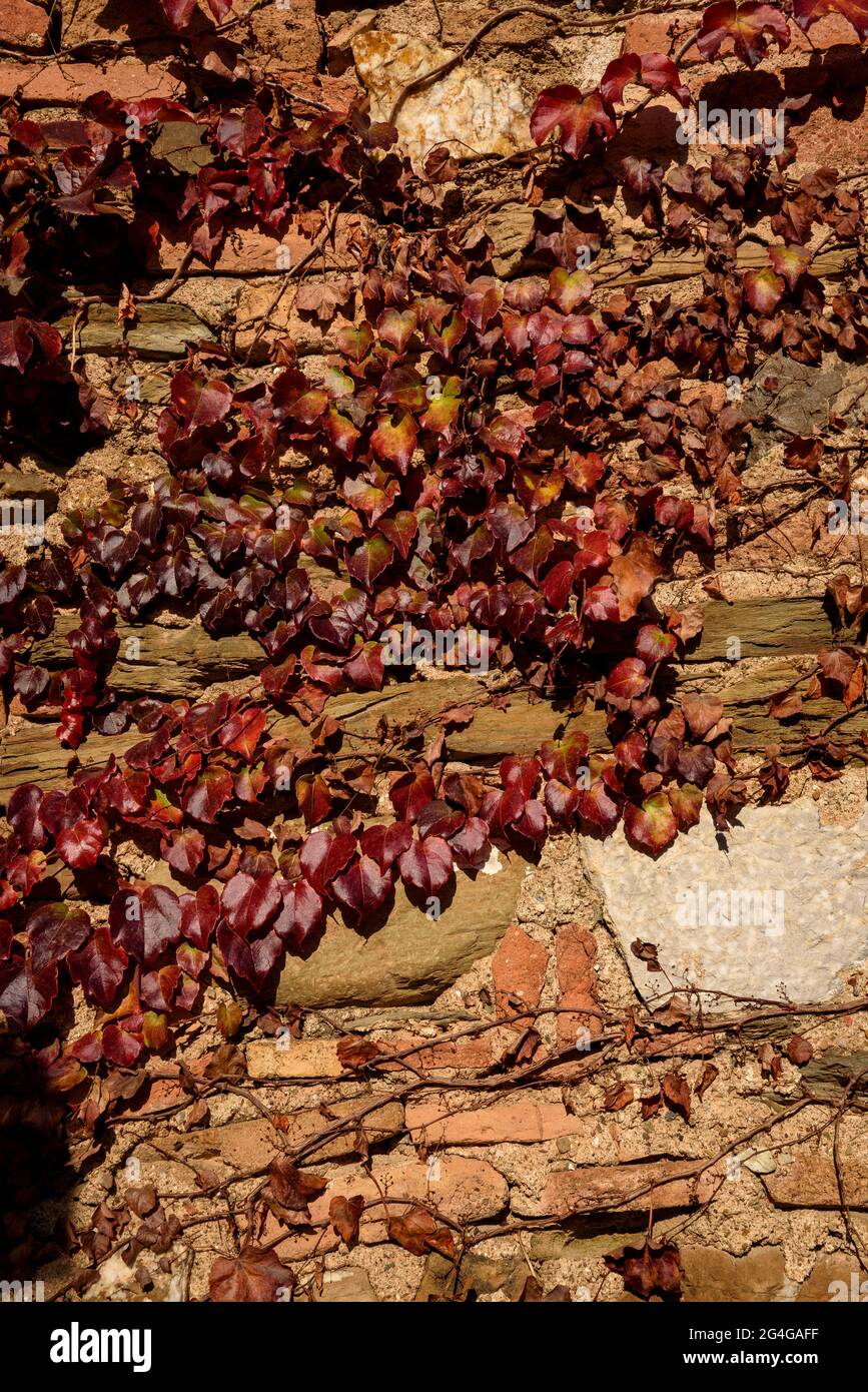 Exterior facade of the Can Coll country house, converted into an ...