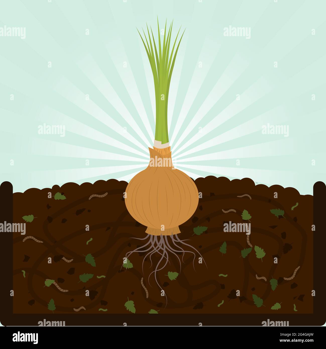 Planting onion. Composting process with organic matter, microorganisms ...