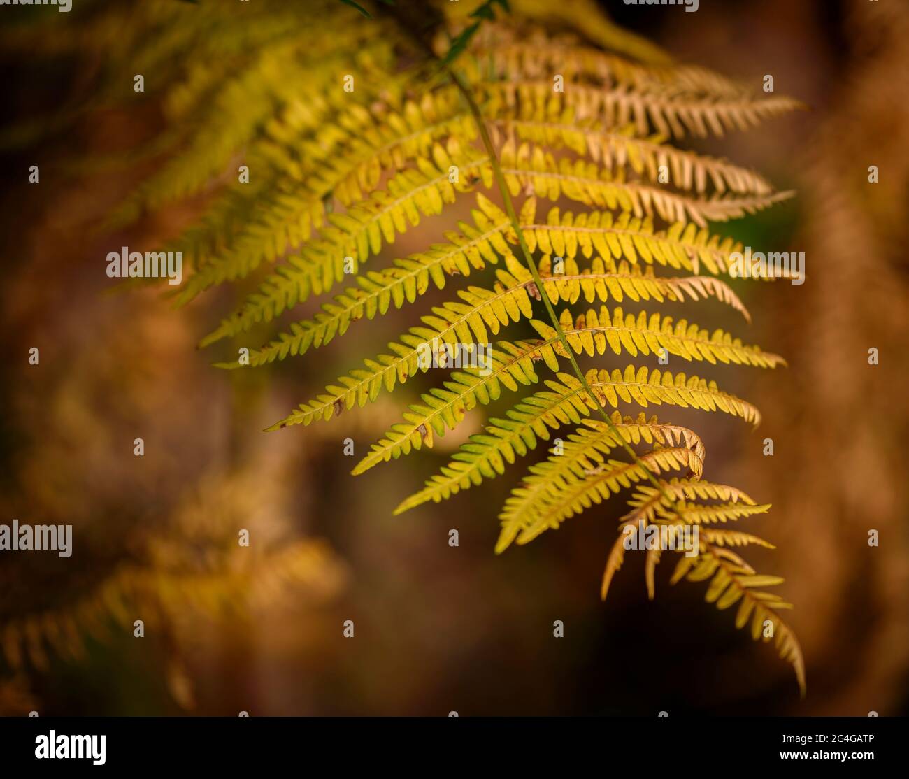 Planta pteridophyta hi-res stock photography and images - Alamy