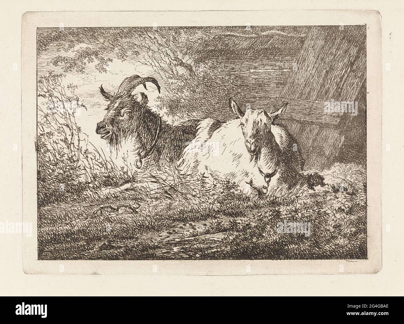 . Two goats lie next to each other in the grass. One goat has horns ...