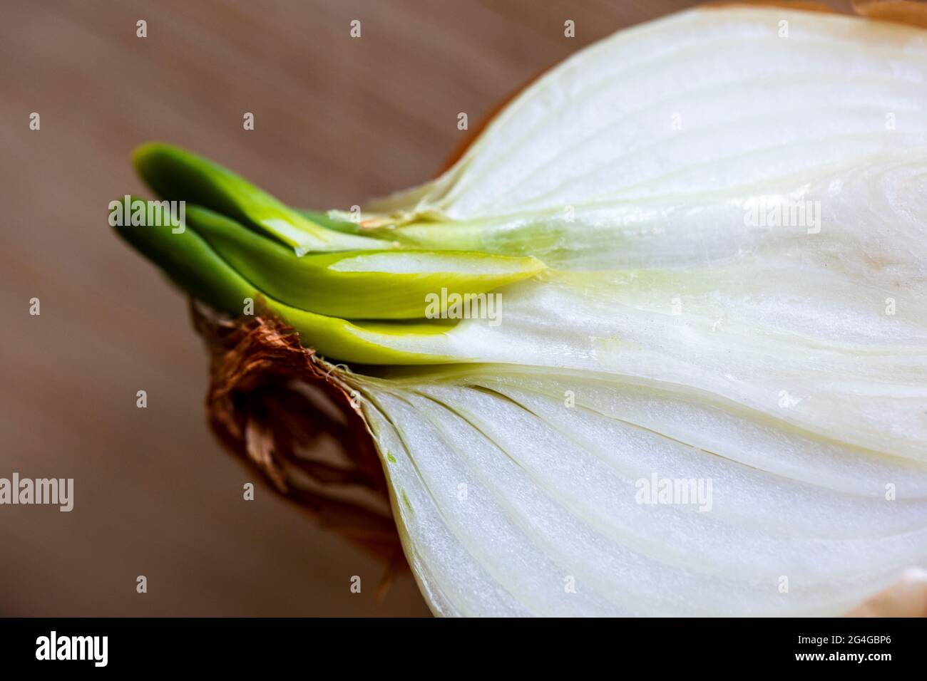 Onion half sprouting cut hi-res stock photography and images - Alamy