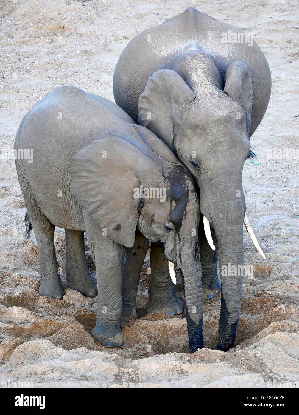Elephant digging tusks hi-res stock photography and images - Alamy