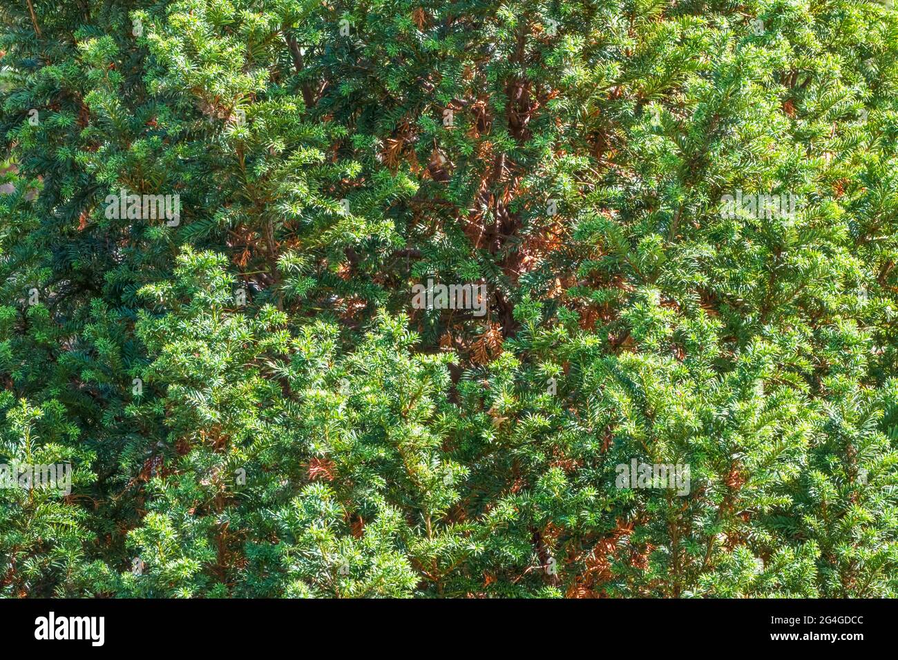 Yew branches with fresh green leaves. Taxus baccata close up. Green ...