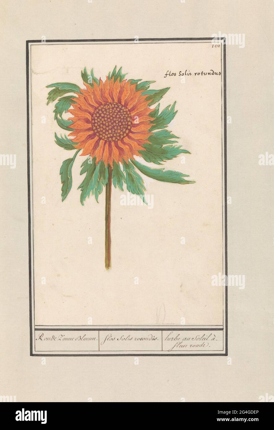 Flos solis rotondus hi-res stock photography and images - Alamy