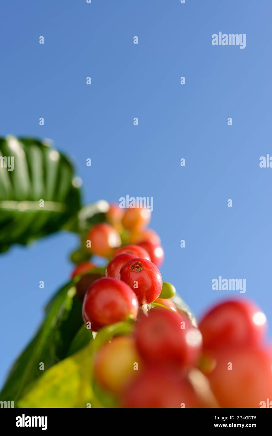 Red coffee berries on plant in closeup with blue sky background Stock ...