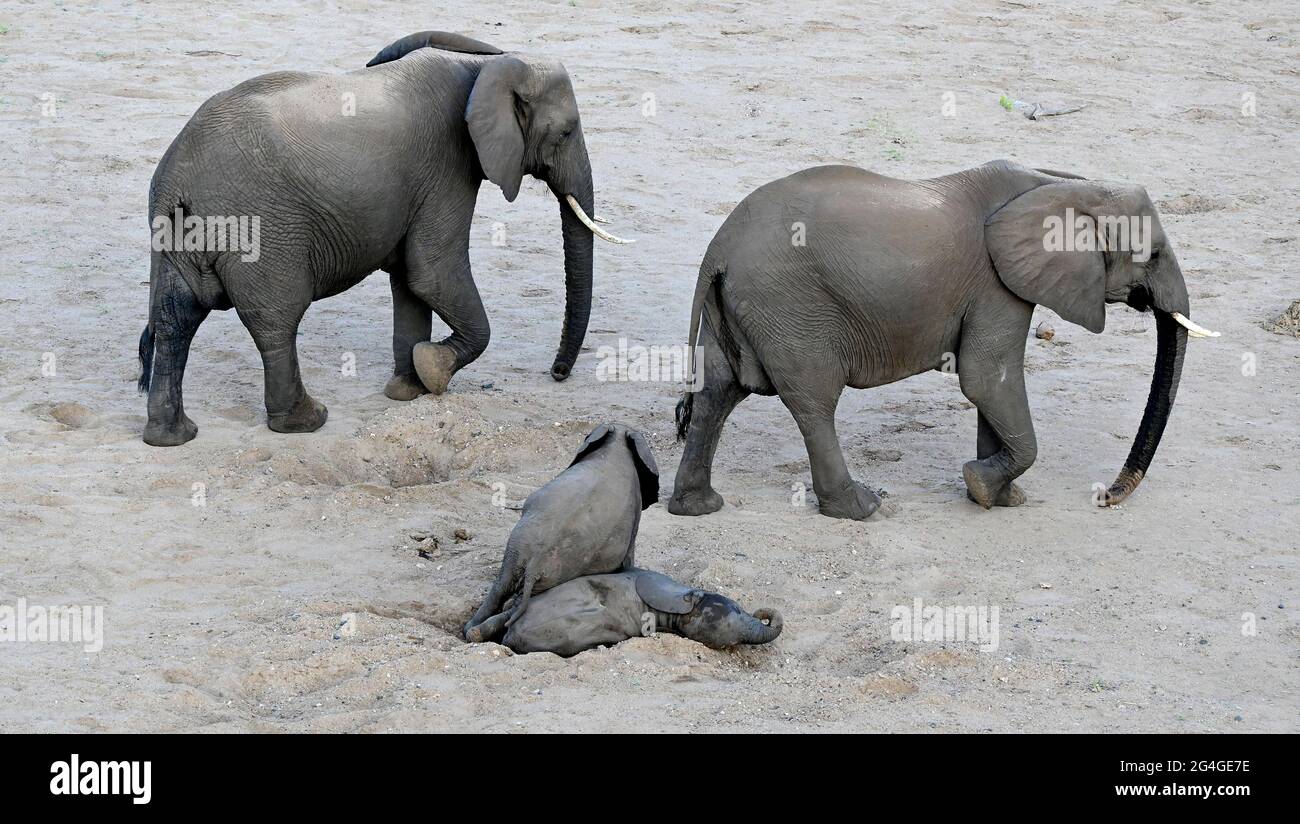 Elephant dig land hi-res stock photography and images - Alamy