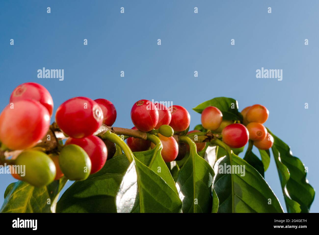Red coffee berries on plant in closeup with blue sky background Stock ...