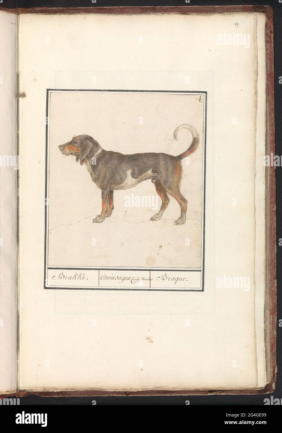 Beagle of Braque (Canis Lupus Familiaris); Brakke. / Canis sagax ...