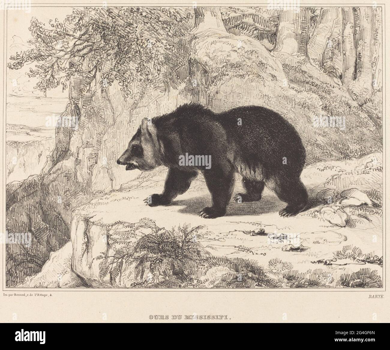 Mississippi Bear, 1836 Stock Photo - Alamy