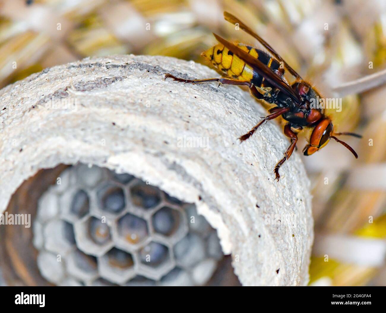 Brood comb hi-res stock photography and images - Alamy