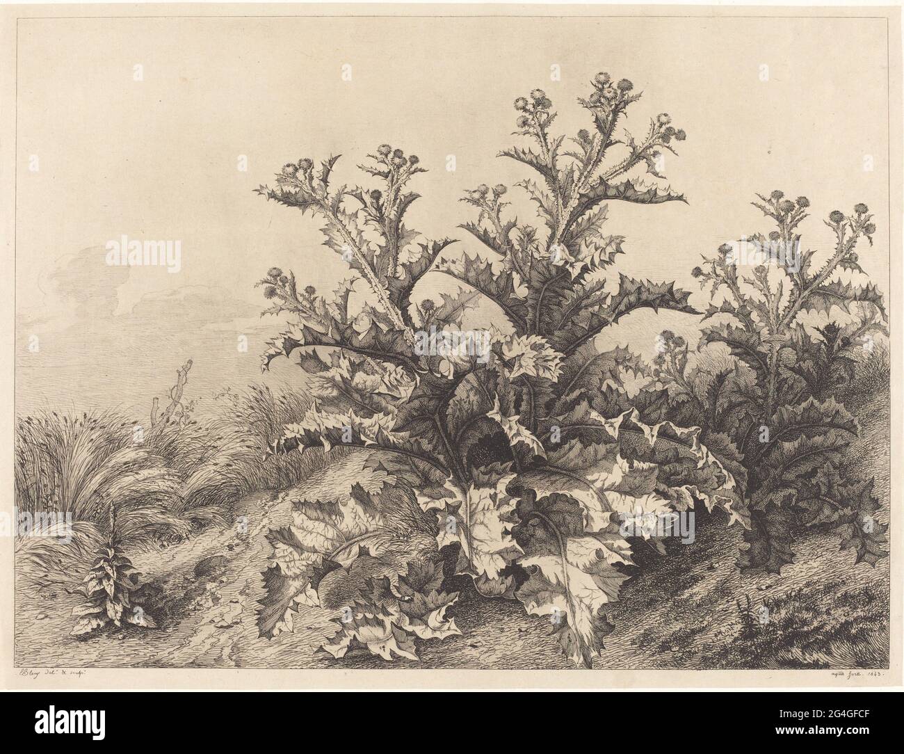 Large thistle hi-res stock photography and images - Alamy