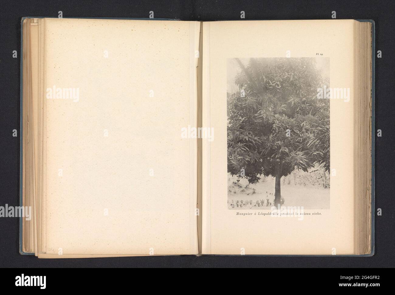 MangoBO OME LEOPOLDDAD IN TIJD DRUGS; Manguier in Leopoldville during ...