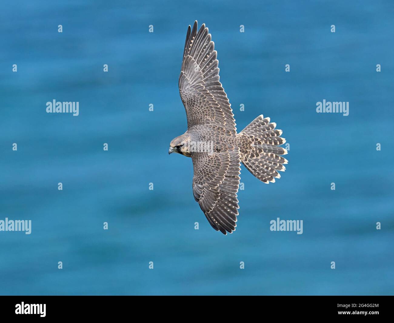 Peregrine falcon (Falco peregrinus) in its natural enviroment in ...