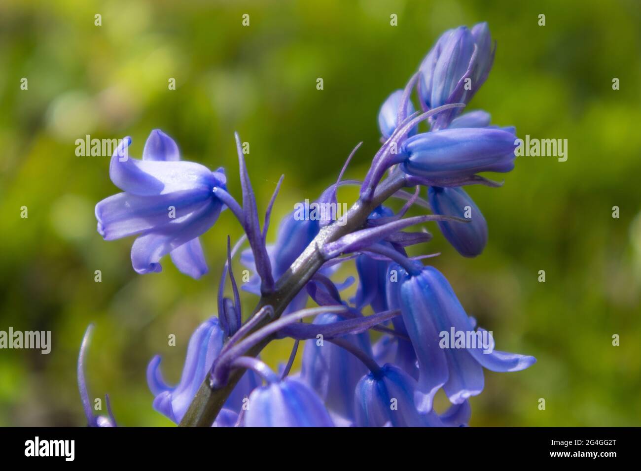 Belgium flowers hi-res stock photography and images - Alamy