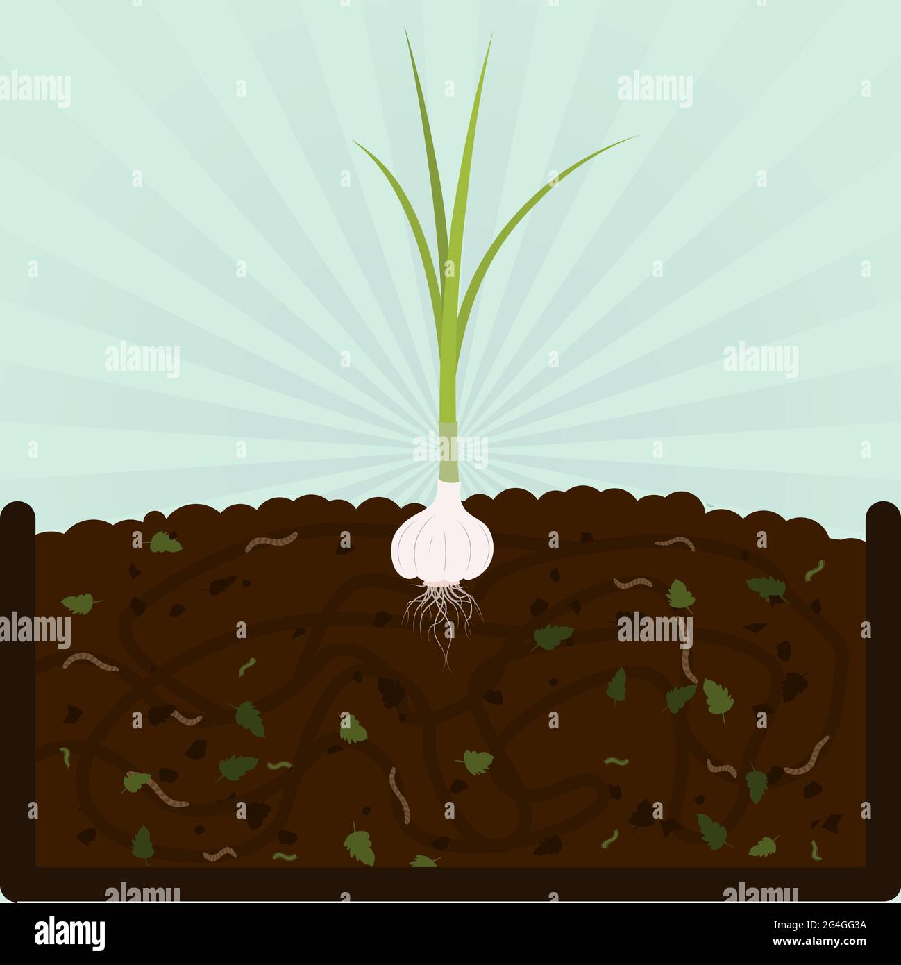 Planting garlic. Composting process with organic matter, microorganisms ...