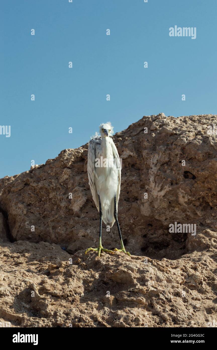 wild nature on the red sea Stock Photo - Alamy
