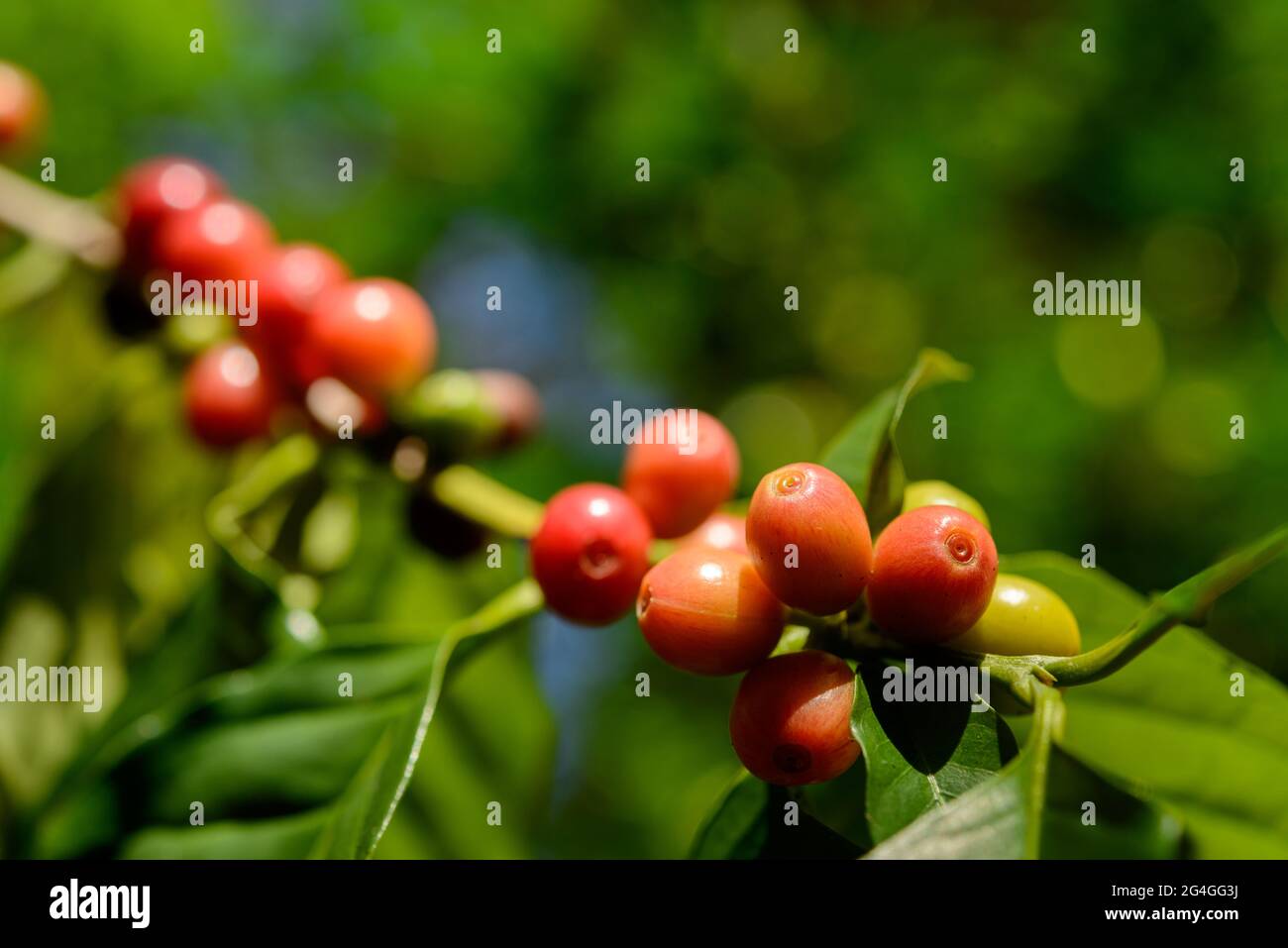 Red coffee berries on plant in closeup with green leaves background ...