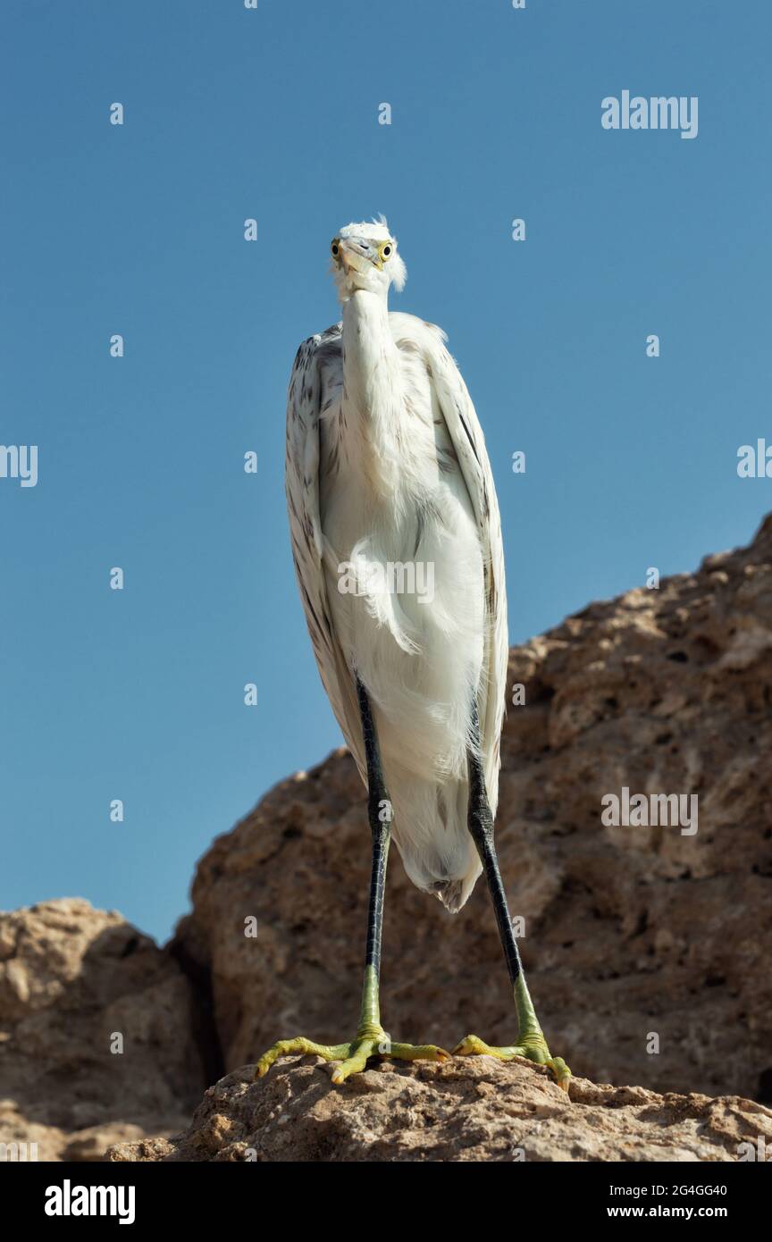 wild nature on the red sea Stock Photo - Alamy