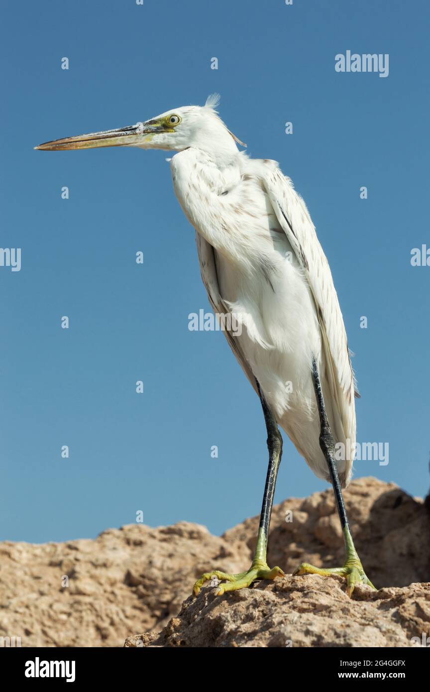 wild nature on the red sea Stock Photo - Alamy
