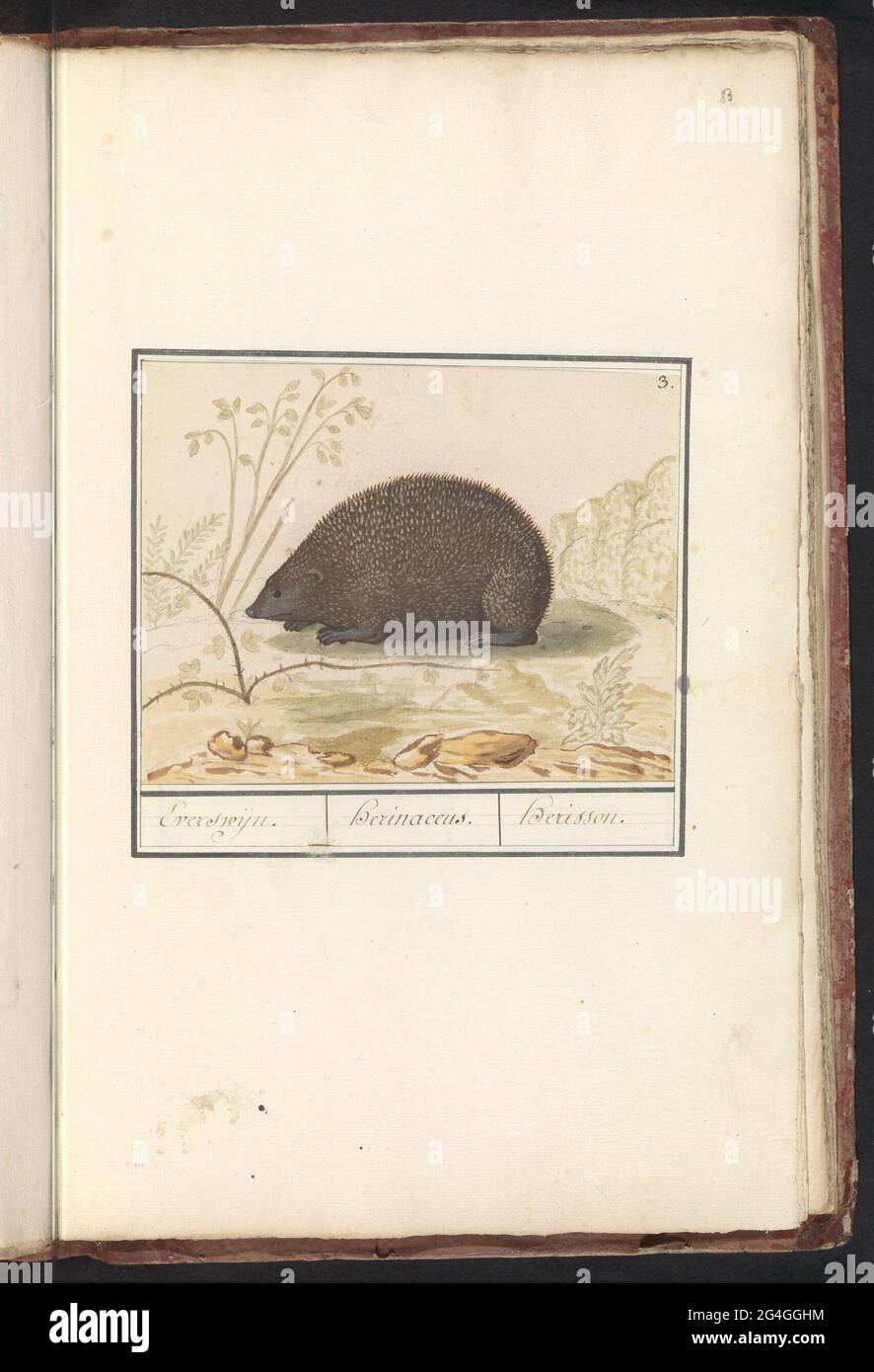 Hedgehog (Erinaceus Europaeus); Evers wine. / Herinaceus. / Herisson ...