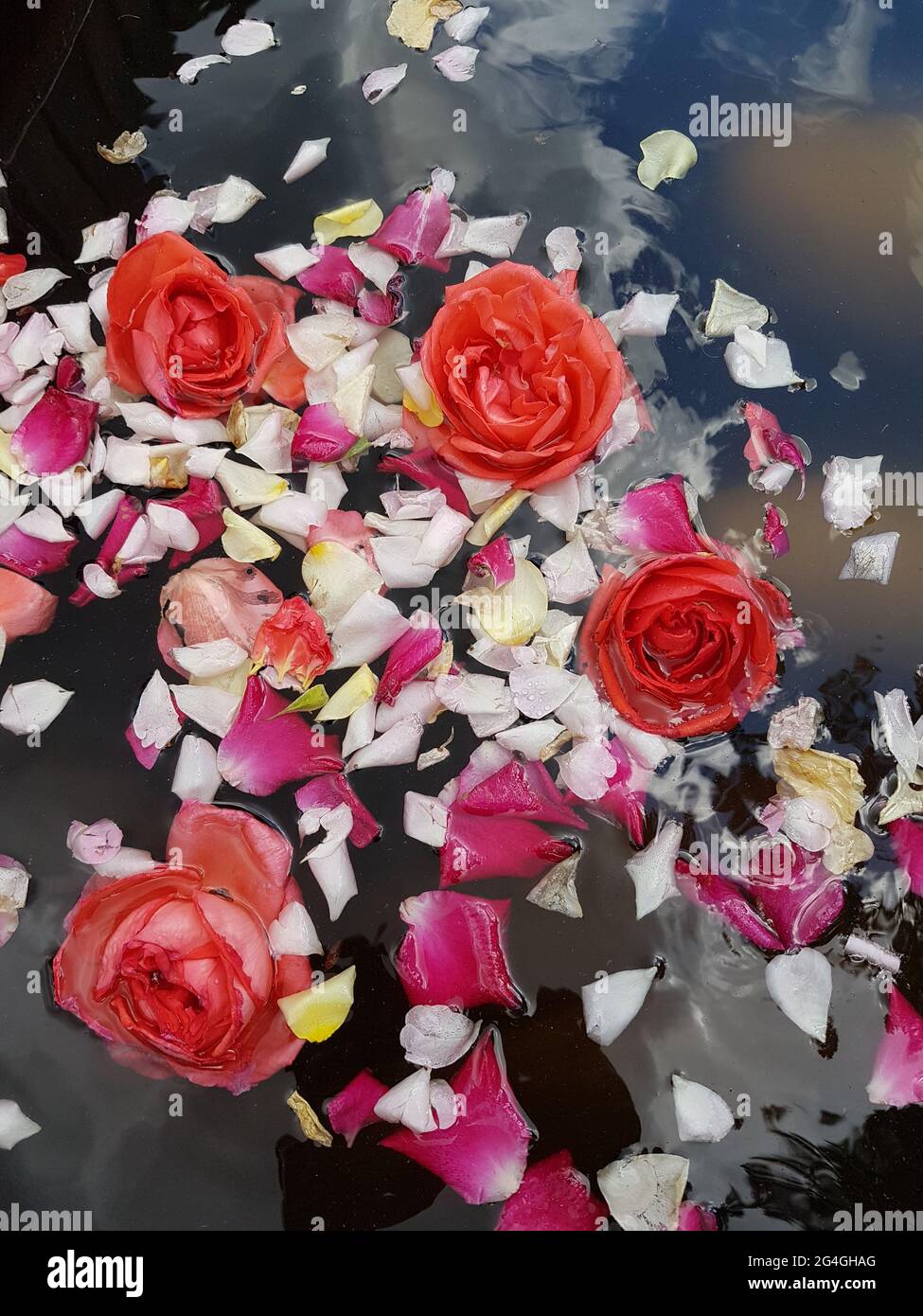 Roses in the pool water Stock Photo - Alamy