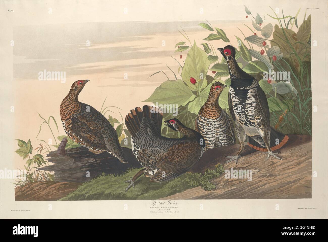 Spotted grouse hi-res stock photography and images - Alamy