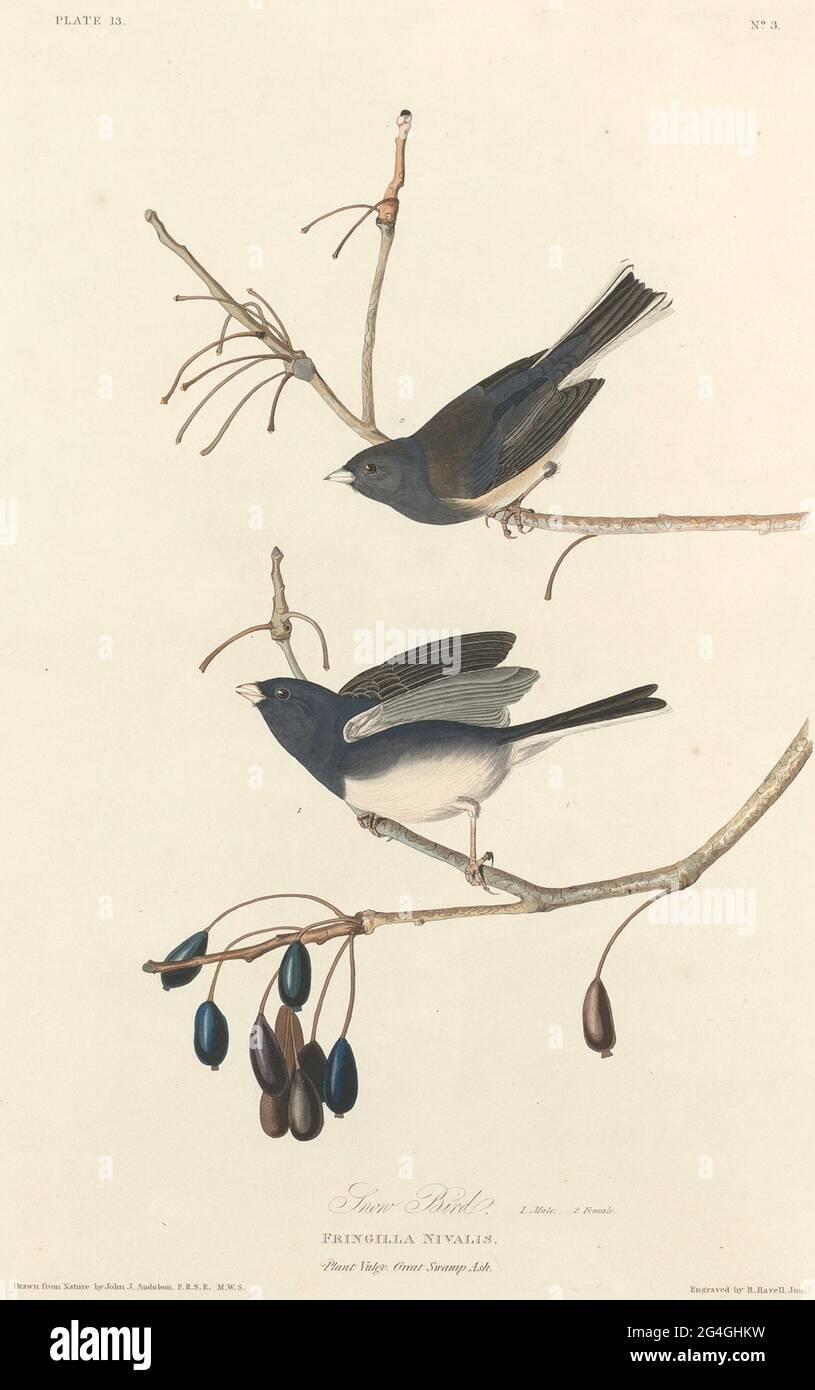 Audobon bird illustration hi-res stock photography and images - Alamy