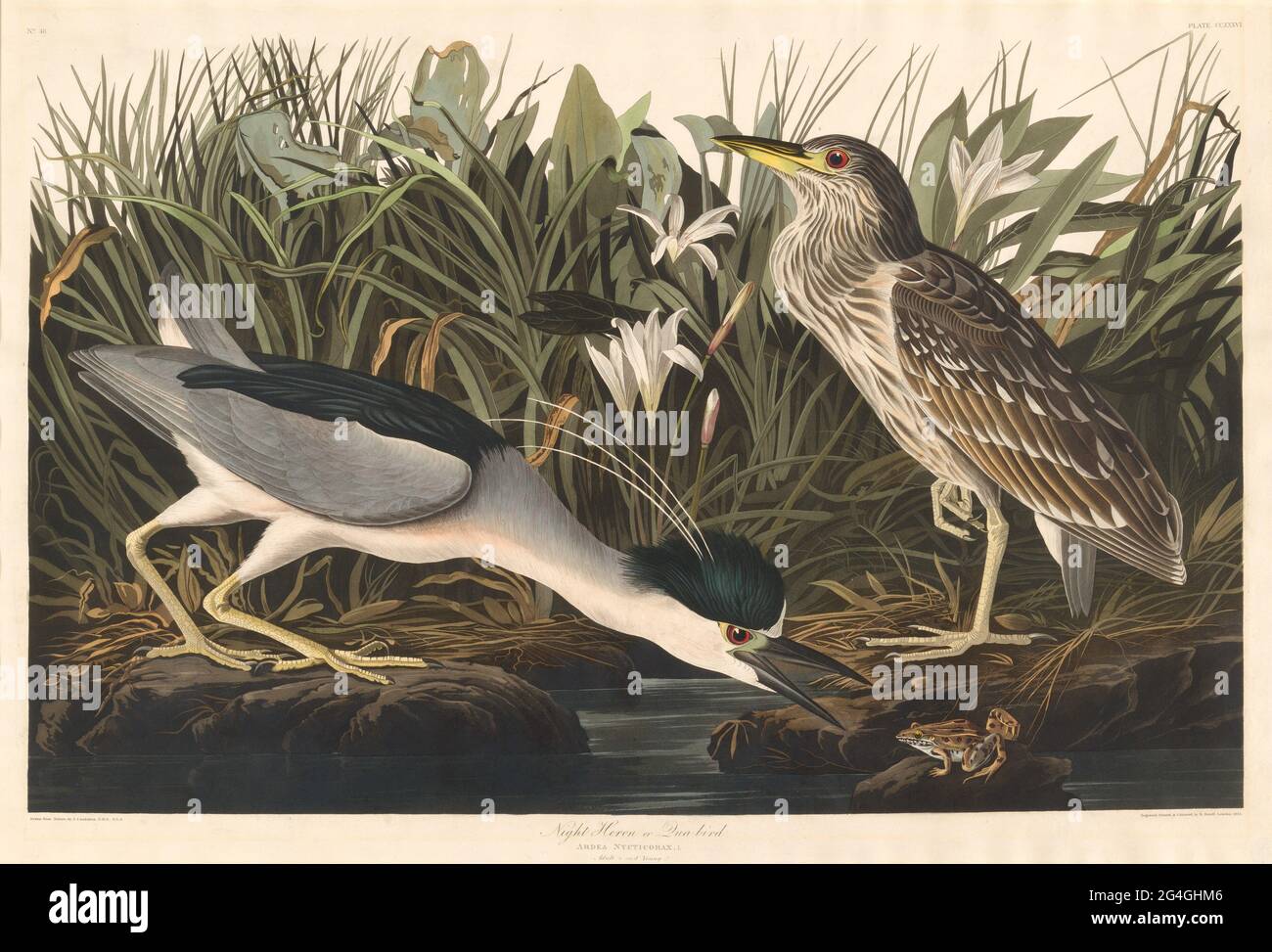 Qua bird hi-res stock photography and images - Alamy