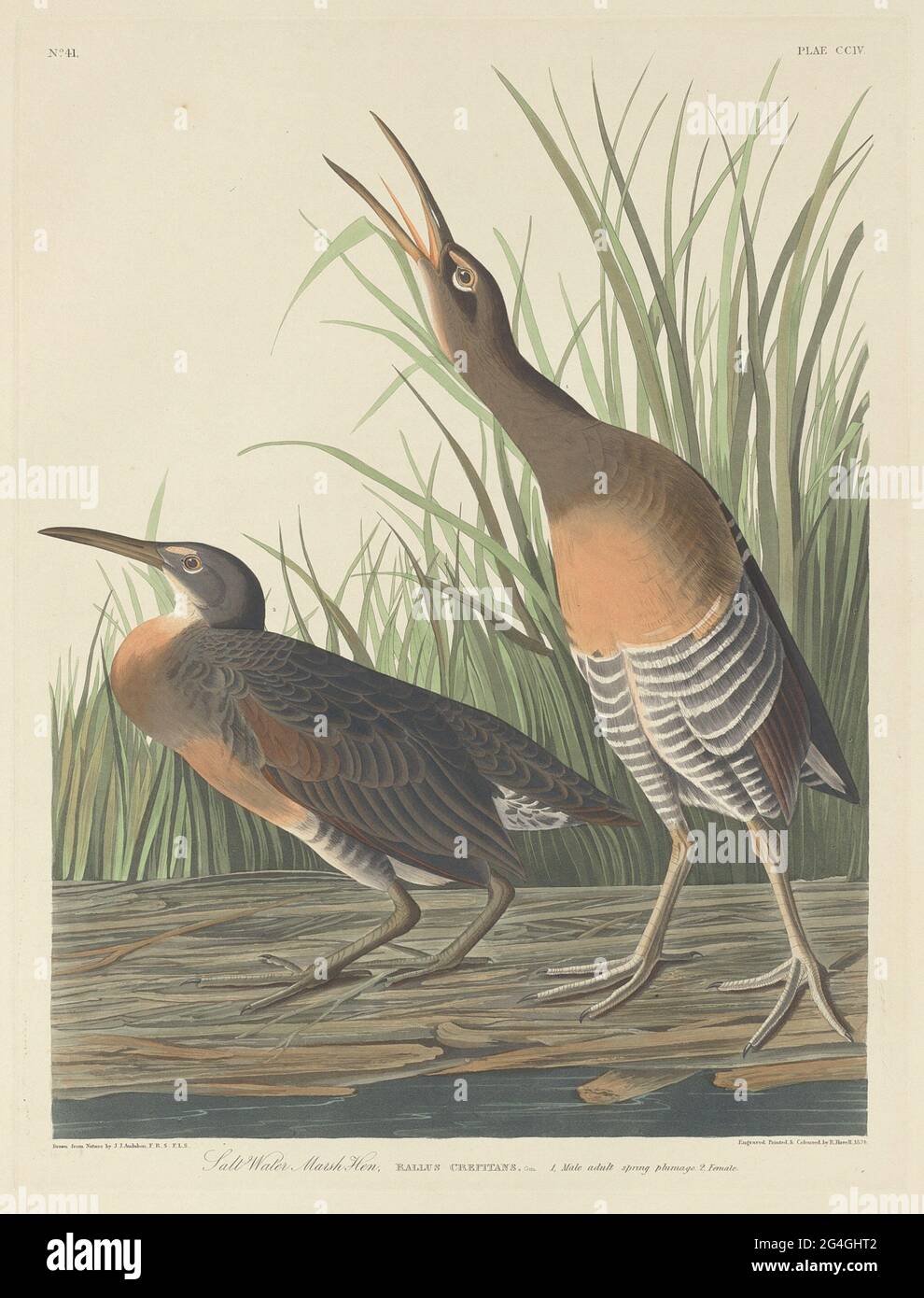 Salt Water Marsh Hen, 1834 Stock Photo - Alamy