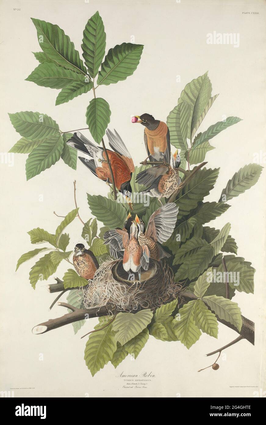 American Robin, 1832 Stock Photo - Alamy